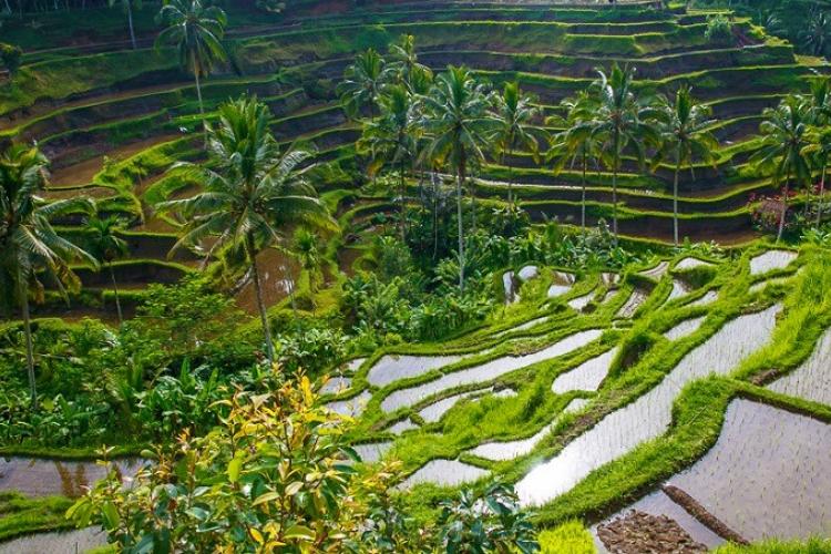 SUBAK, THE CULTURAL LANDSCAPE OF BALI'S IRRIGATED PADI FIELDS