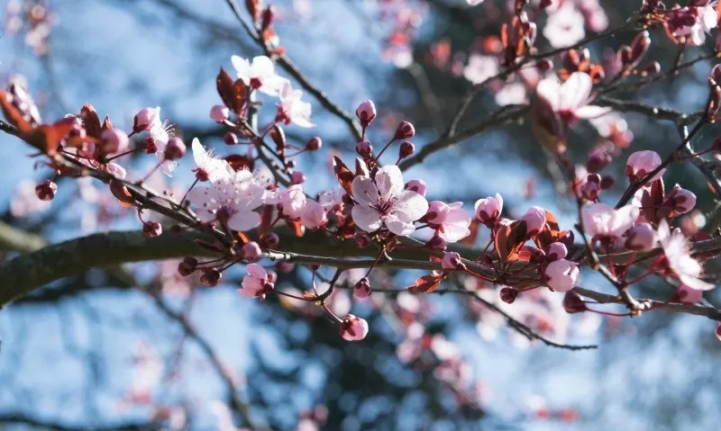 A PLACE TO ENJOY THE BEAUTY OF CHERRY BLOSSOMS, FROM JAPAN TO INDONESIA