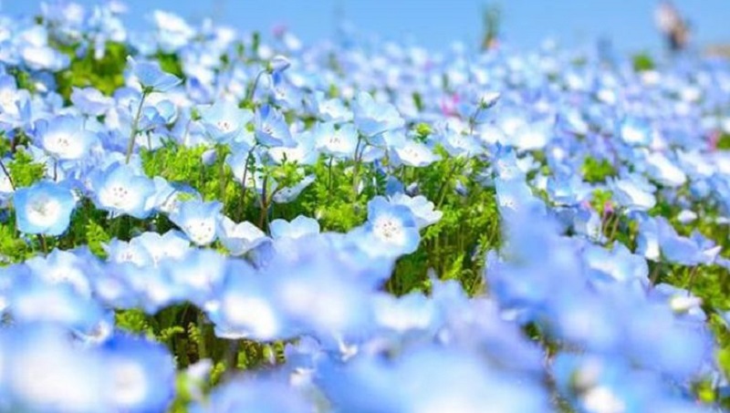 NOT ONLY SAKURA, THERE ARE SEVERAL SPECIAL SPRING SEASON FLOWERS IN JAPAN